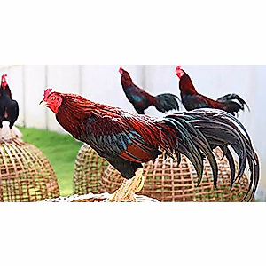 HULX POWER PLUS 100 TABLETS, Fast Increasing Energy Formula Rooster Booster Vitamins Health Chicken Supplement for Good Health, Build Muscle, Blood, Power Feed Poultry Bird Fighting Gamecocks Hen Food