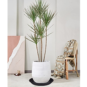 SAUCERHOME Plant Saucer Pot Tray 20 inch, 1 Packs 21 inch (17 inch Base) Plastic Flower Planter Saucers Drip Trays for Indoors Outdoors, Thick Heavy Sturdy Durable Plant Plate Water Catcher (Black)