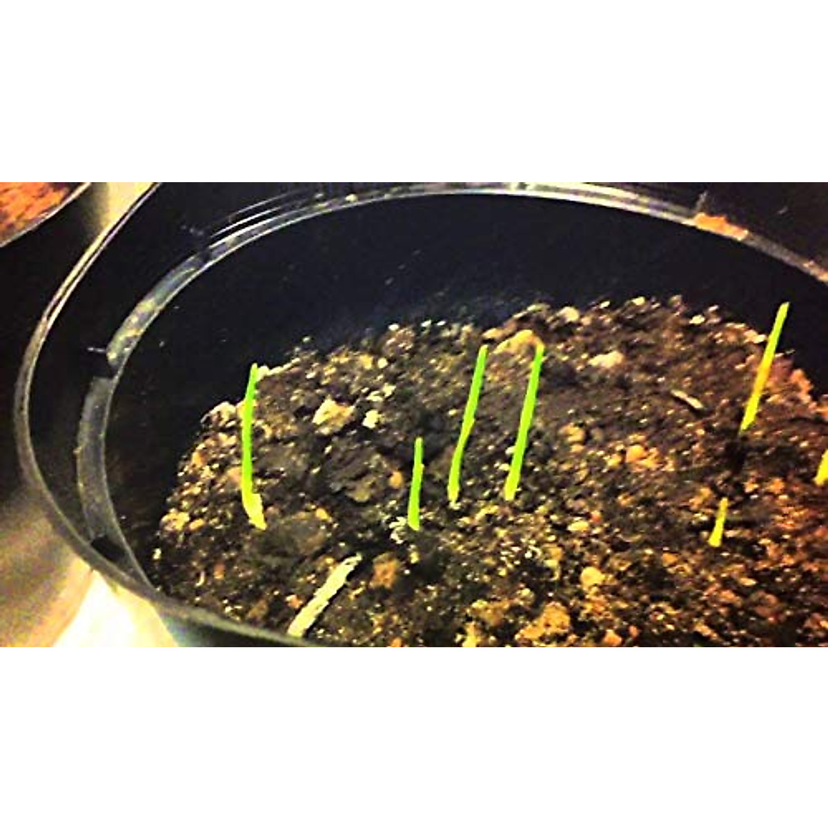 1086-Palm, Mexican Fan Tree (‎Washingtonia robusta) Seeds by Robsrareandgiantseeds UPC0764425786740 Non-GMO,Organic,USA-Grower,Bonsai, 1086 Package of 5 Seeds