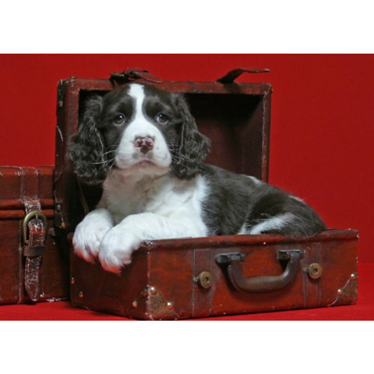 Shoot Your Dog with a Digital Camera Secrets of a Pet Photographer