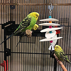 PATKAW Bird Cuttlebone Parakeet Cuttlebone Cuttlebone for Birds cuttlebone for Birds cuttlebone cuttlebone for Tortoise Parakeets Parrot Cuddle Parakeet Food Parakeet Cuttlebone