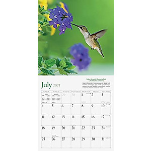 Audubon Songbirds Mini Wall Calendar 2021