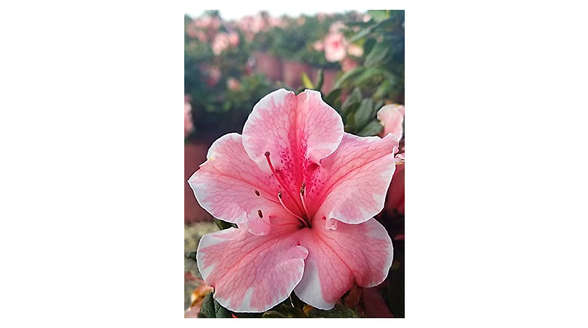 Encore Azalea Autumn Sunburst - Vibrant Outdoor Flowering Plant
