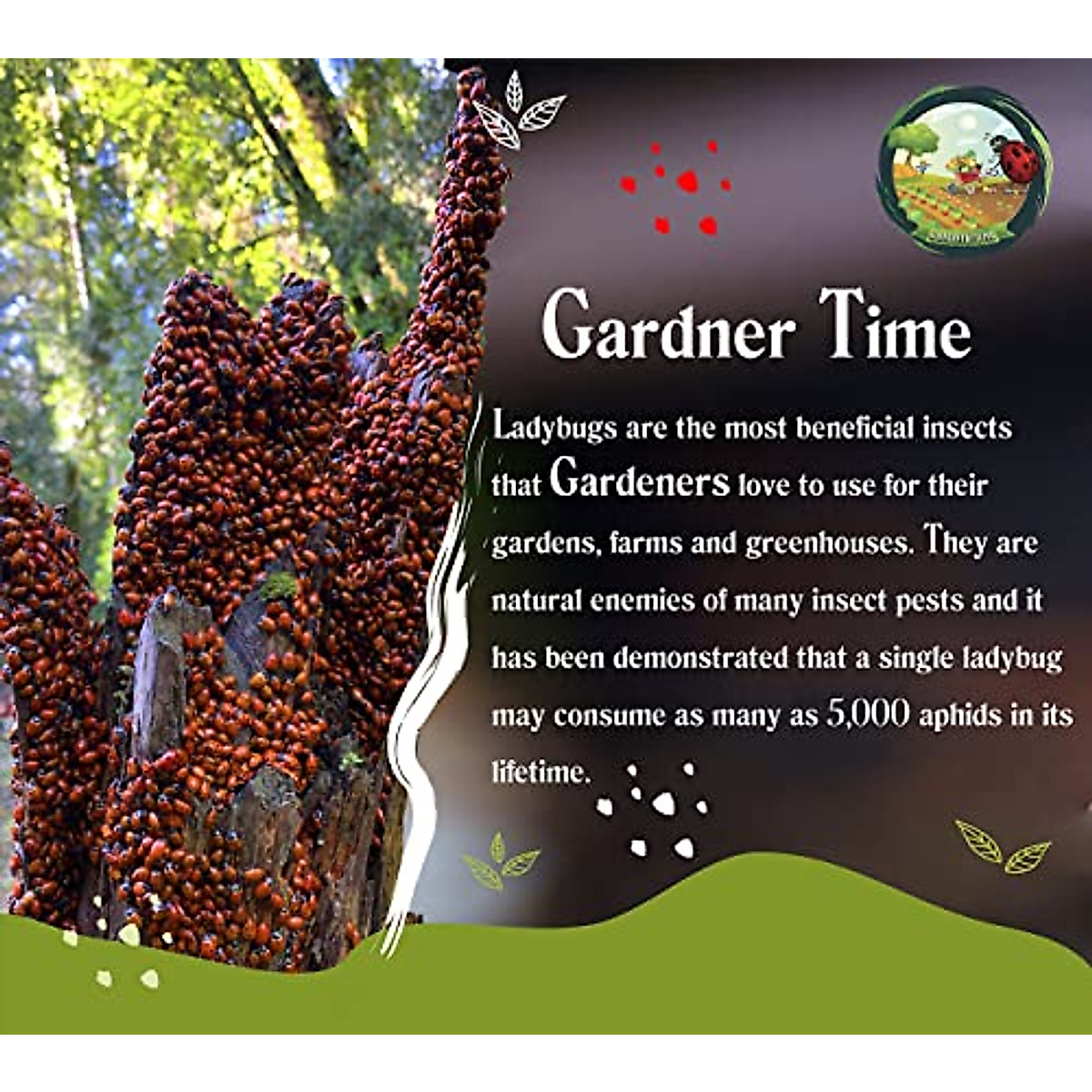 Gardner Time 3000 Live Ladybugs - Good Bugs for Garden - Ladybugs - Guaranteed Live Delivery