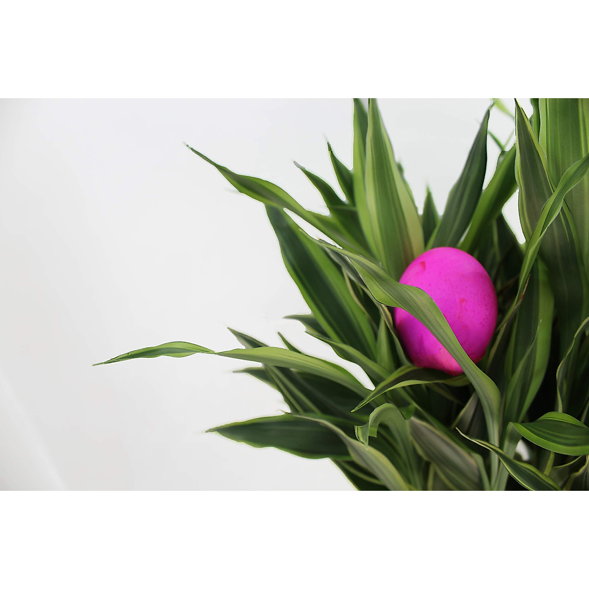 Humpty Dumpty Confetti Eggs Cascarones, 2 Dozen, Bright Colors, Protected by Cardboard Carton