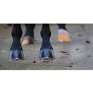 Tack Shack of Ocala Effol Hoof Ointment, Effol Hoof Oil, Effol Black Hoof Ointment, Hoof Ointment for Horses, Hoof Oil for Horses, Hoof Care for Horses, Hoof Ointment (Hoof Oil (16.7 fl oz))