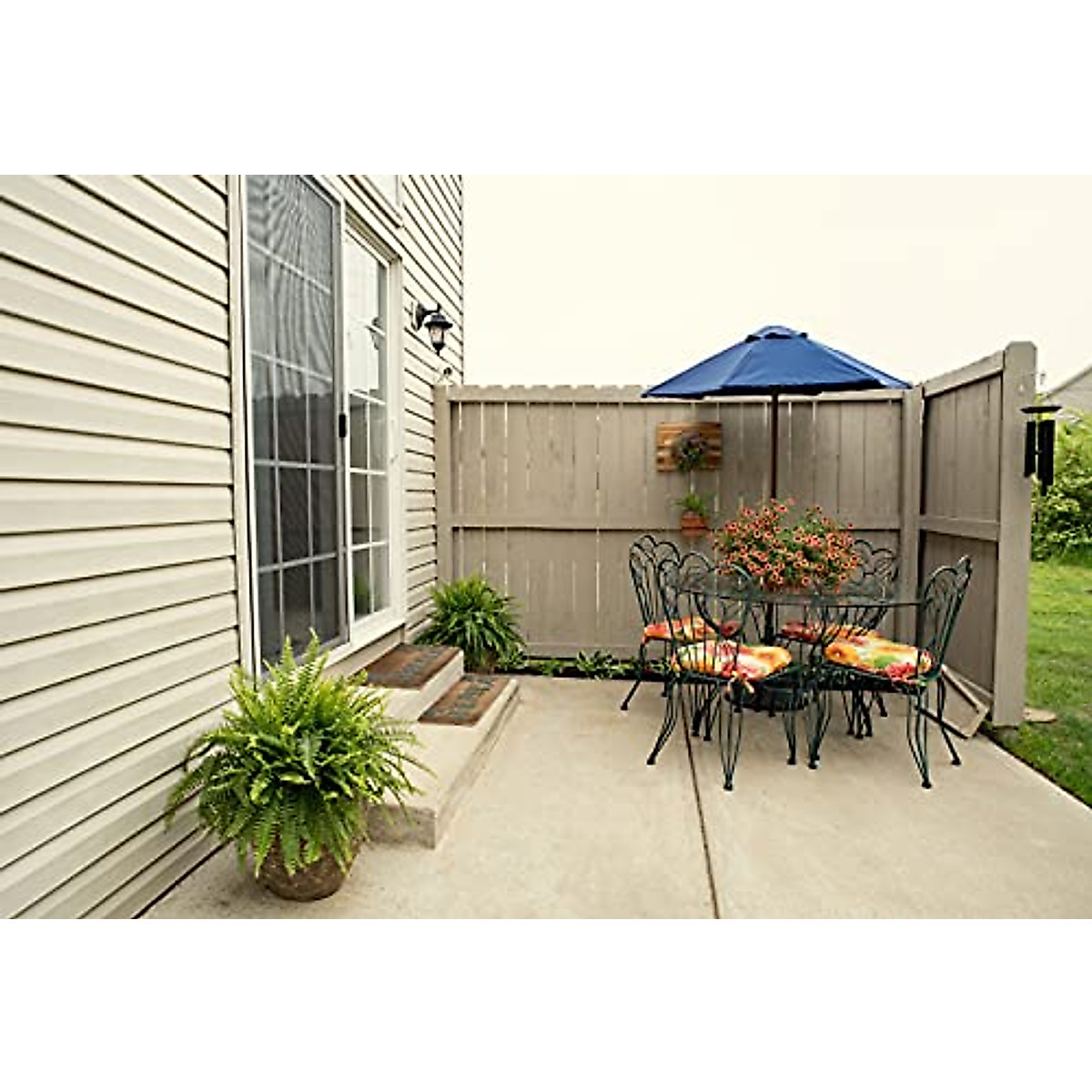 American Plant Exchange Live Japanese Bird’s Nest Fern Plant, Plant Pot for Home and Garden Decor, 6" Pot