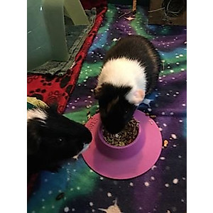 STAYbowl Tip-Proof Ergonomic Pet Bowl for Guinea Pig and Other Small Pets, 1/4-Cup Small Size, Lilac (Purple)