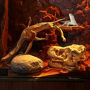 BNOSDM 2PCS Reptile Wood Branches Decor Lizard Habitat Decoration Snake Climbing Branch Accessories Terrarium Tree Trunk Ornament for Bearded Dragon Gecko Frog Chameleon Spider