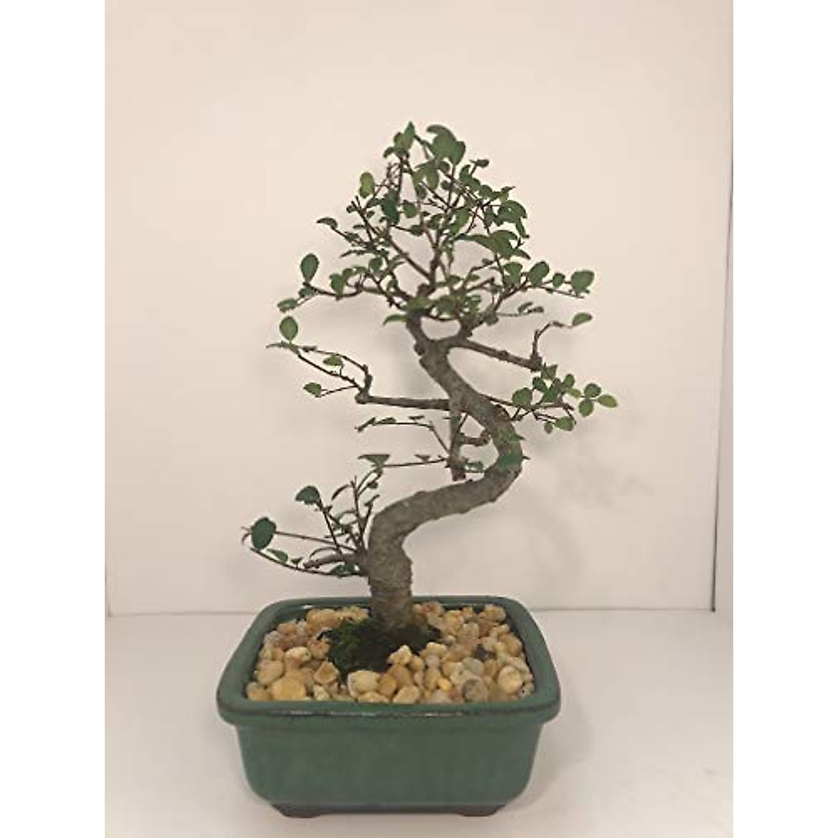 Bonsai Tree ELM (S Shaped) with Ceramic Pot 8 Years Old