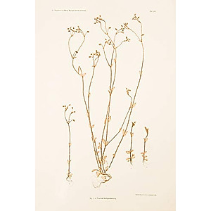 Cerastium brachypetalum