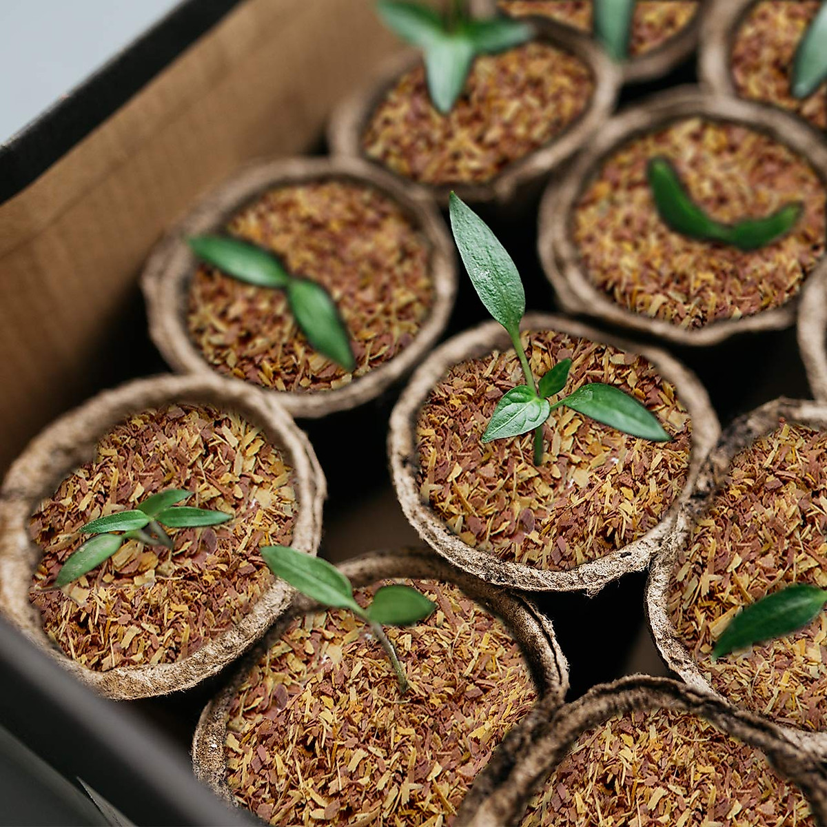 100% Natural Cedar Chips | Mulch | Great for Outdoors or Indoor Potted Plants | Dog Bedding | Pleasant Earthy Smell 8 Quarts