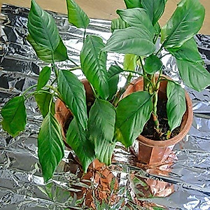 NAVADEAL 2 Pack Silver Highly Reflective Mylar Films, 82x 47Inch, Metallized Foil Covering Sheet, Garden Greenhouse Farming, Increase Plant Growth Save Power, Reduce Uneven Heat Environment Safe