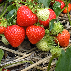ZEshops 200pcs Cream Strawberry Seeds - Hardy Perennial Herb, Fall & Spring Planting, Vibrant Multi-Color Harvest (Red Strawberry)