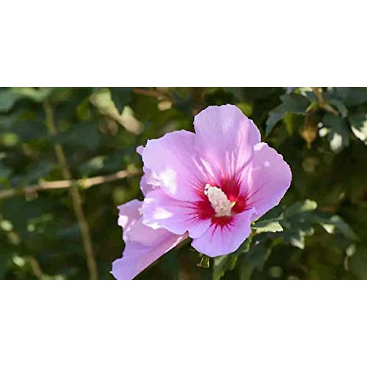 Aphrodite Hibiscus - Rose of Sharon - Althea Shrub -3pack - TriStar Plants - Summer Blooms, Attracts Pollinators, Fast Growing Trees