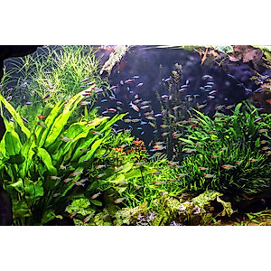 SOUTH SHORE RETAIL, LLC Assorted Community Fish Pack - Mystery Fish - Selected By Our Experts! - Live Fish (10 Pack)