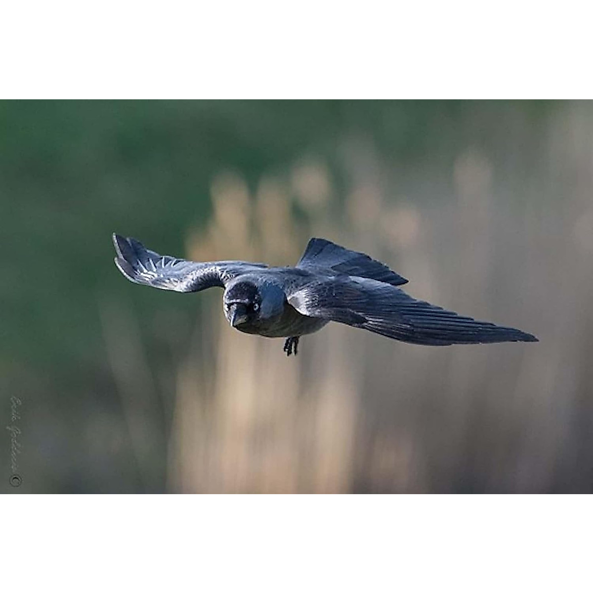 50mm F 1.8 Manual/Automatic HD Portrait Macro Lens Lens for Canon EOS D90 T7 T5