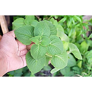 2 Cuban Oregano Live Plants Mexican Mint Spanish Thyme Rooted Vegetable 5 to 7 Inches Planting Ornaments Perennial Garden Ready to Grow Pot