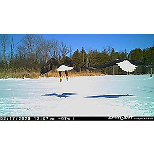 SPYPOINT Link-Micro-S-LTE Solar Cellular Trail Camera with LIT-10 Battery and 32 GB Micro SD Card (Link-Micro-S-LTE-V)