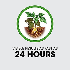 Roundup Concentrate Poison Ivy Killer Plus Tough Brush Killer for Weeds, Grass, Stumps with 24 hours Results, 32 oz.