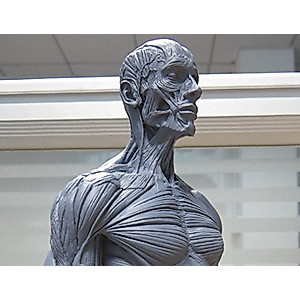 NSKI 1:6 30cm Resin Human Skeleton Anatomical Model Anatomy Skull Sculpture Head Body Muscle