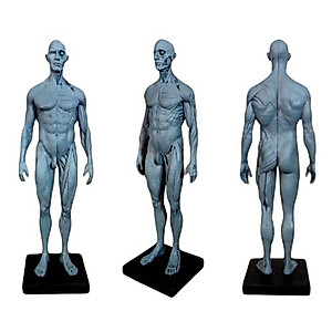 Doc.Royal 30cm Height Human Anatomical Anatomy Skull Head Body Model Muscle Bone
