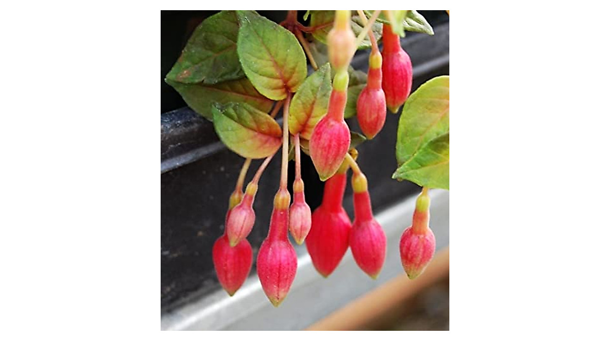 Mixed Fuchsia Seeds for Beautiful Garden & Home Growth