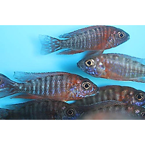 Family of (5) African Cichlids 2" Live Tropical Fish Assorted Alonocara Peacock Cichlid Fish