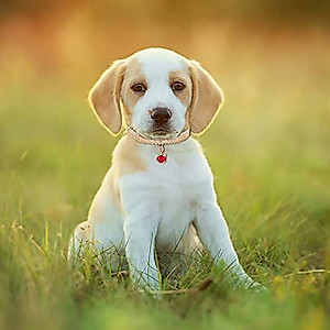 HonpraD Collar Gold Chain Dog Collar Dog Necklace Adjustable Summer Soft Comfortable Pet Collar Metal Cuban Link for Medium and Large Dogs