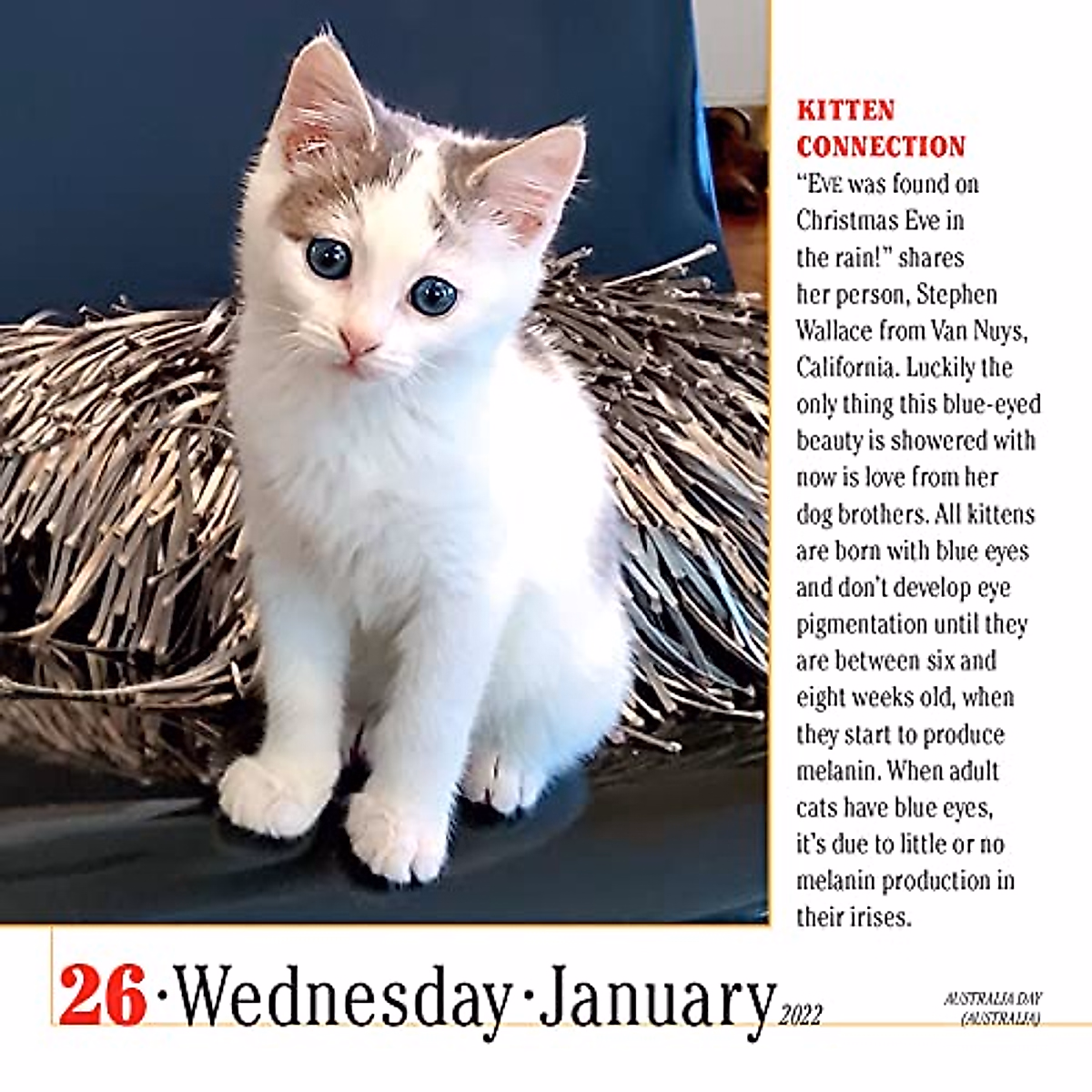 365 Cats Page-A-Day Calendar 2022: The World's Favorite Cat Calendar