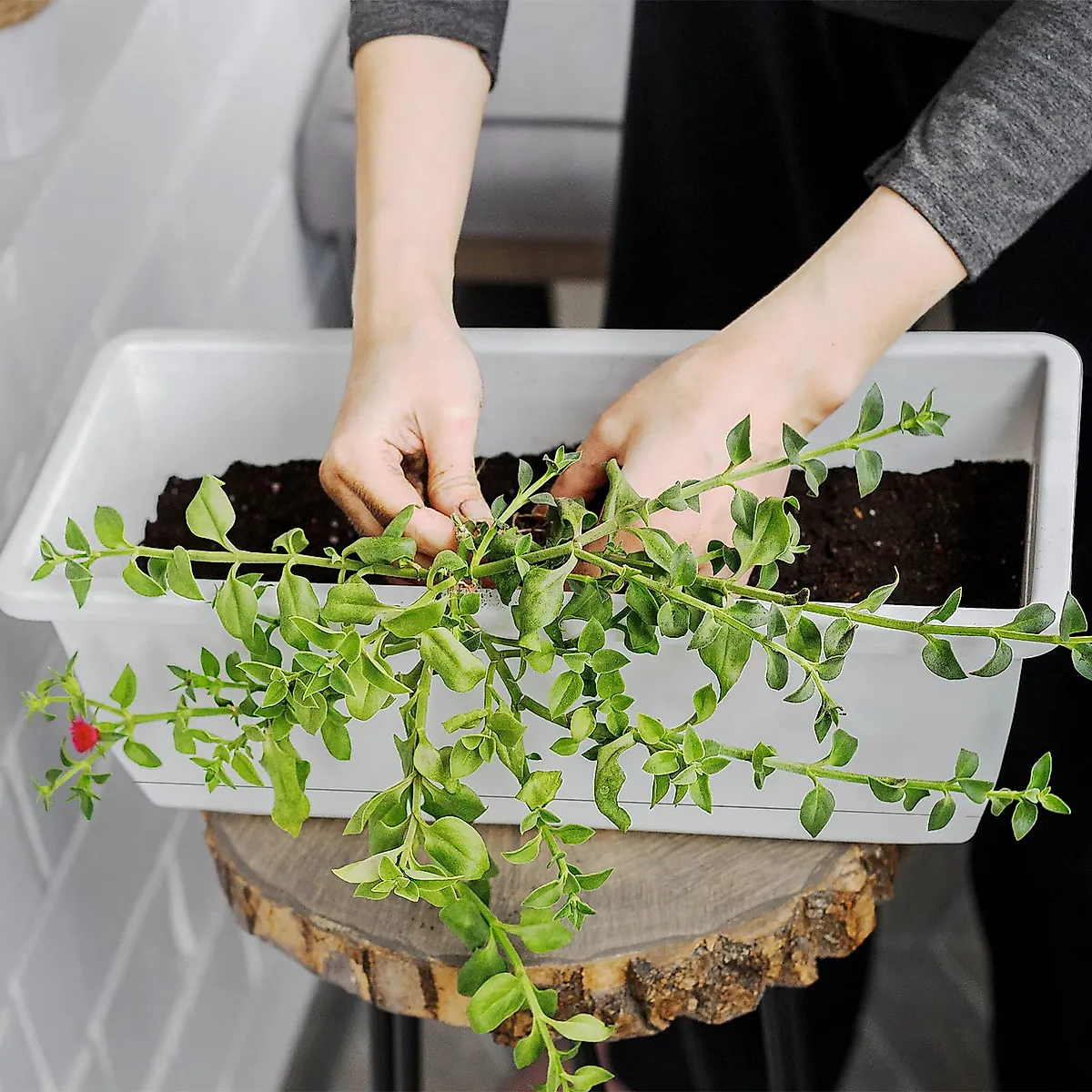 Whonline 8 Pack Window Planter Box, 17 Inches Plastic Window Boxes Rectangular Flower Vegetable Planters with Drainage Holes and Saucers for Indoor Plants Outdoor Garden Patio (Light Gray)