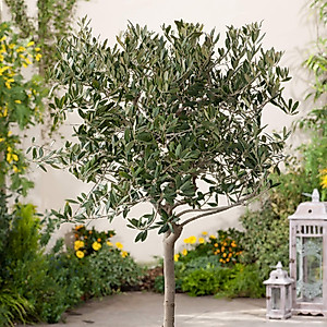Arbequina Olive Tree - Beautiful Live Plant - 6 Inch Pot - Grow Your Own Olives Indoors - Olea Europaea