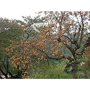 American Persimmon Tree - 6-12" Tall - 4" Pot - Live Plant - Diospyros virginiana