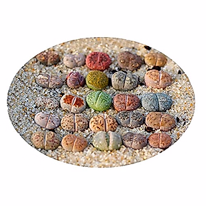 Pack of 10 Live Small Exotic Lithops Plant One Year Old Seedlings Perfect for Lithops Starter Great Terrarium Addition (Pack of 10 Seedlings)