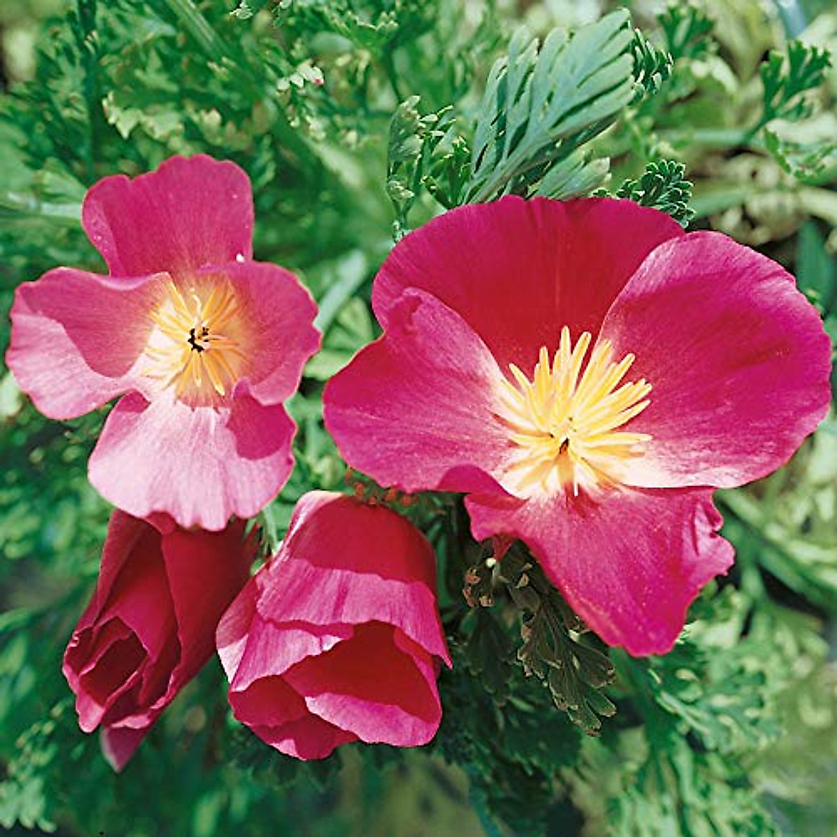 Outsidepride Poppy California Purple Gleam Wild Flower Seeds - 5000 Seeds