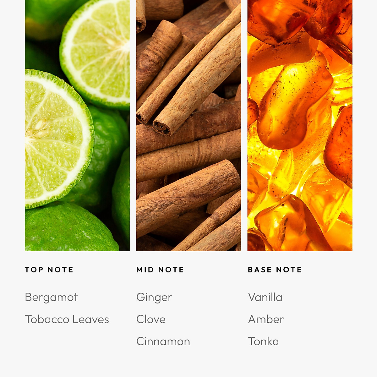 Aroma360|Disney | Tomb Sweet Tomb Oil Blend | Haunted Mansion Inspired Diffuser Oil | Aromatherapy Scent Diffuser Oil | Cinnamon, Tonka and Bergamot 1.7 fl oz, 50 mL