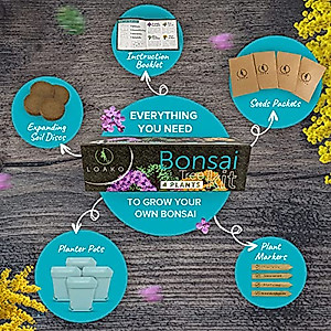 Bonsai Tree Seed Starter Kit - Complete Growing Kit - Grow 4 Bonsai Tree Live Indoor Plant from Seed - Adult Crafts - Grow Your Own Live Plant - Great DIY Kits for Adults - Crafts for Adults