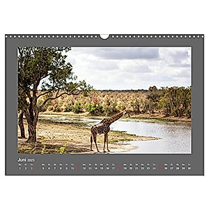 Twigas - Giraffen (Wandkalender 2023 DIN A3 quer), Calvendo 2023 monthly calendar