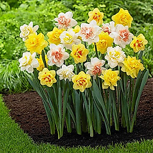 QAUZUY GARDEN Fresh 100pcs Mixed Double Petals Narcissus Daffodil Flower Seeds Perennial Flower Showy Plant Drought Tolerant Easy to Grow Attract Pollinators