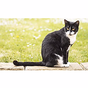 HAPPY PET VITAMINS LLC Joint Care Cats - Joint Health Complex with Turmeric - MSM GLUCOSAMINE - Hip and Joint Care - cat Liver Support Food - 1 Bottle (60 Treats)