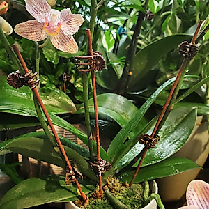 Heeqinn Toothy Orchid Clips, Plant Clips for Climbing Plants Stakes, Can be Used to Clip The stem to Bamboo Stakes, Plant cage or Anything That can Provide Support(100pcs)