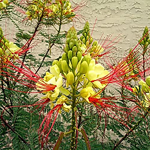 QAUZUY GARDEN 5 Mexican Bird of Paradise Seeds Yellow, Peacock Flower, Pride of Barbados, Dwarf Poinciana Seeds - Attract Pollinators - Showy Flowering Shrub Bush Tree Accent