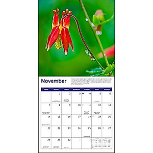 Wildflowers Wall Calendar 2021, Monthly January-December 12'' x 12"