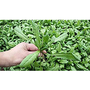 200+ Shepherd's Purse Seeds Non-GMO Vegetable Seed Heirloom Garden