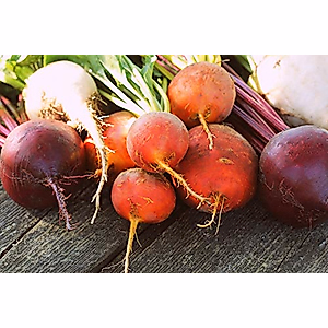 "Rainbow Mix" Beet Seeds for Planting, 50+ Heirloom Seeds Per Packet, Non GMO Seeds, Botanical Name: Beta vulgaris, Great Home Garden Gift