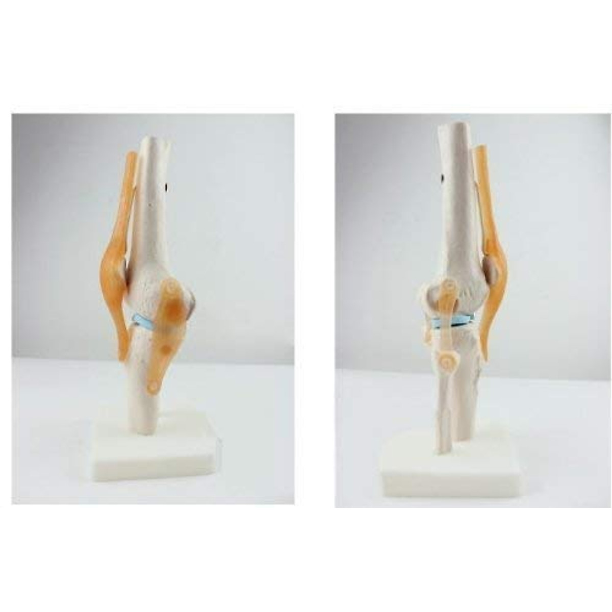 Knee Joint Simulation Model Medical Anatomy Human 1:1 Life Size