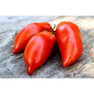 Unique Pepper-Look Tomato Vegetable Garden Seeds for Planting About 40 Seeds
