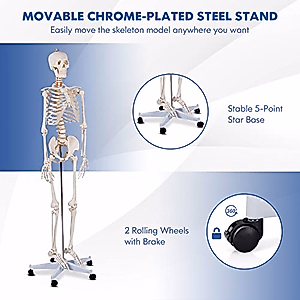 GOFLAME Human Skeleton Model for Anatomy, 70.8” Life Size Skeleton Model with Nervous System and Rolling Stand for Medical Study, Anatomical Skeleton with Movable Arms and Legs, Dust Cover & Poster