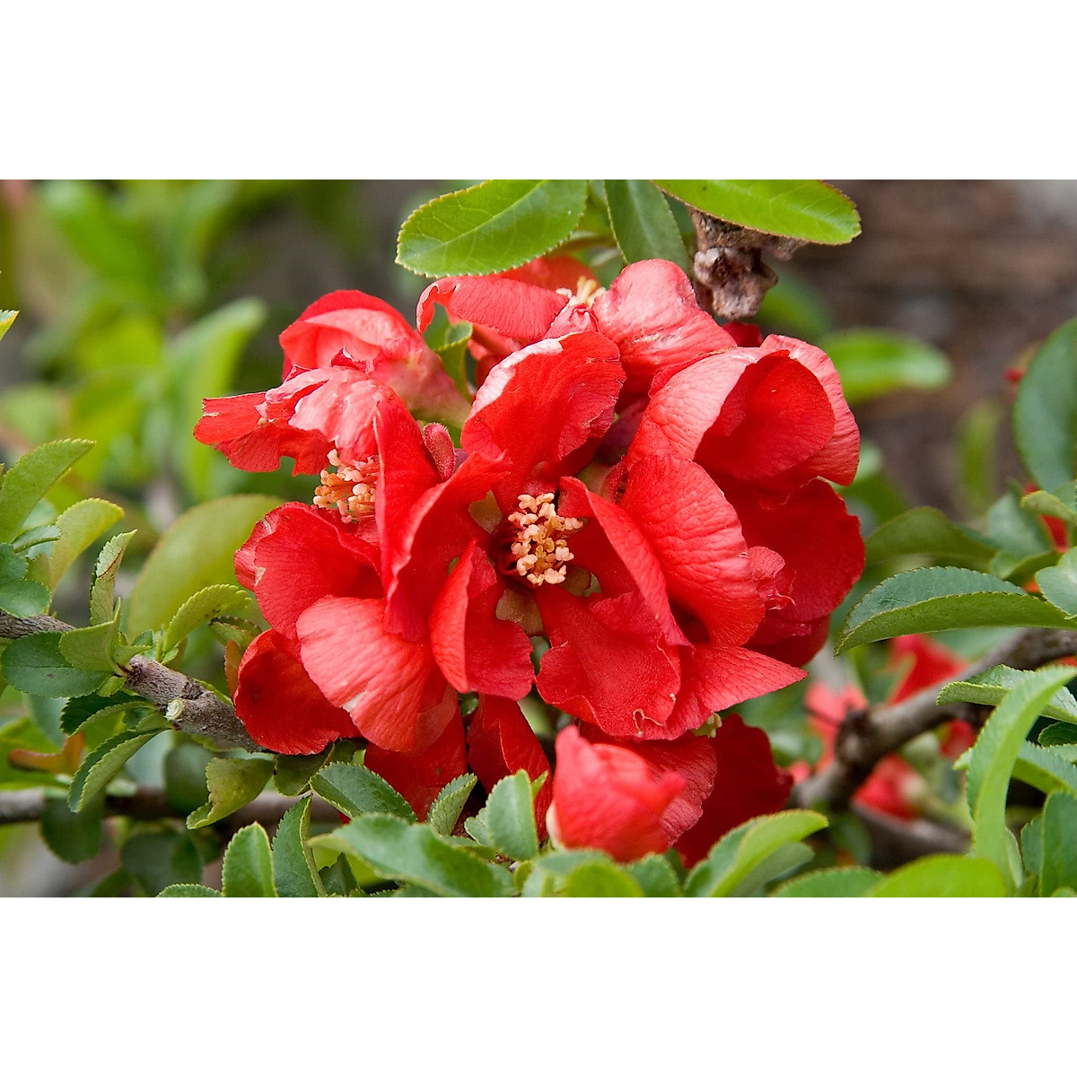 TriStar Plants Spitfire Flowering Quince - Durable Indoor & Outdoor Plant