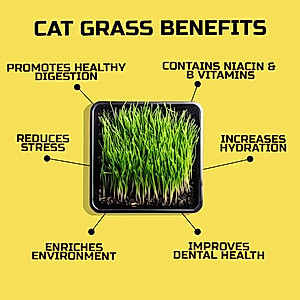 CATGRASS Seeds | Non GMO | Grown in USA | from Our Farm to Your Home (1POUND(16oz))